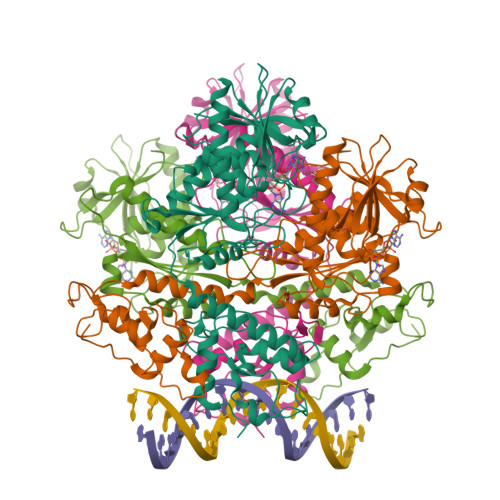 RCSB PDB - 9DIH: CBASS Pseudomonas syringae Cap5 tetramer with DNA ...