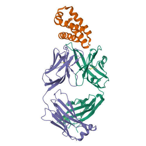 RCSB PDB - 9DL0: Crystal structure of a synthetic Fab (R3H8) in complex ...
