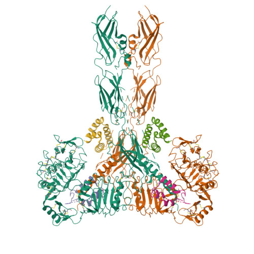 RCSB PDB - 9DNN: Insulin receptor in complex with both insulin and de ...