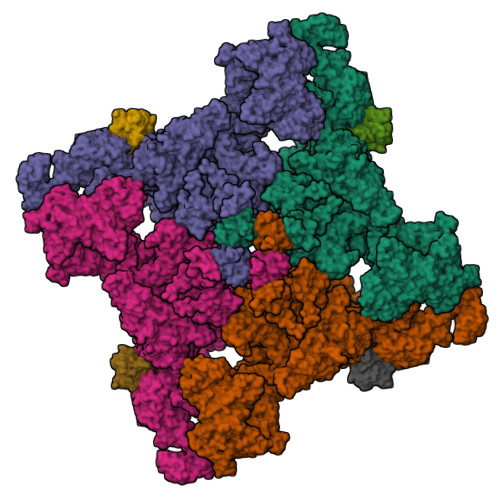 RCSB PDB - 9E1B: Structure of RyR1 in the open state in the presence of ...