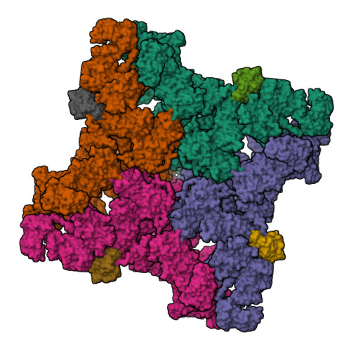 RCSB PDB - 9E1F: Structure of RyR1 in the primed state in the presence ...