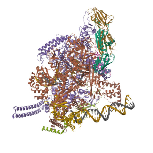 RCSB PDB - 9E85: De Novo Mycobacterium tuberculosis transcription ...