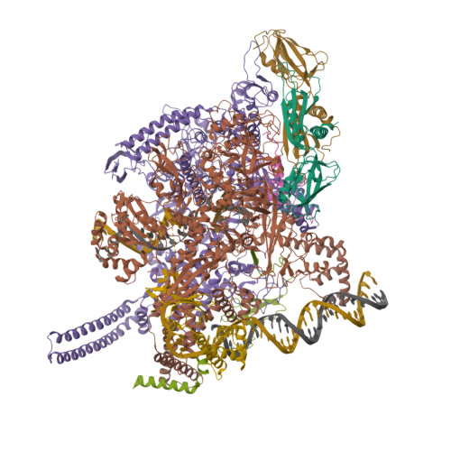 RCSB PDB - 9E86: De Novo Mycobacterium tuberculosis transcription ...
