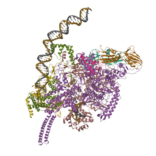 RCSB PDB - 9E87: De Novo Mycobacterium tuberculosis transcription ...