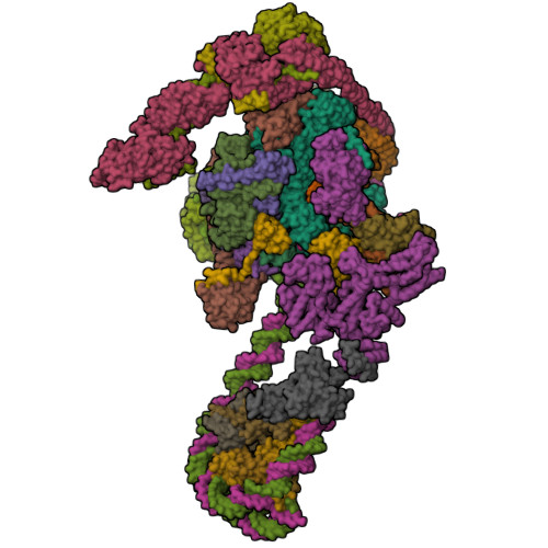 RCSB PDB - 9EH1: RNA polymerase II-DSIF-SPT6-PAF1c-TFIIS-IWS1-SETD2 ...
