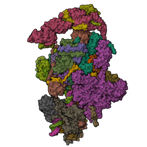 RCSB PDB - 9EH2: RNA polymerase II-DSIF-SPT6-PAF1c-TFIIS-IWS1-SETD2 ...