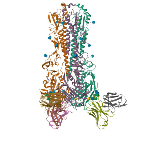 RCSB PDB - 9EKF: CryoEM structure of H5N1 A/Texas/37/2024 HA bound to ...