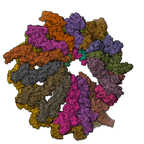 RCSB PDB - 9EOJ: Vertebrate microtubule-capping gamma-tubulin ring complex