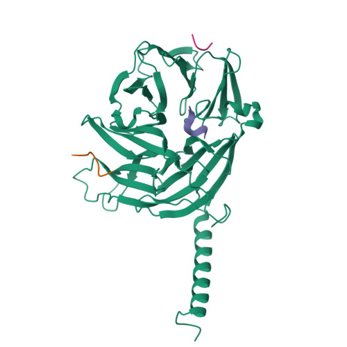 RCSB PDB - 9EXT: Crystal structure of Yeast Clathrin Heavy Chain N ...