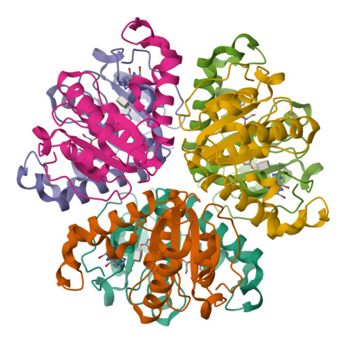 RCSB PDB - 9F09: Nucleoside-2'-deoxyribosyltransferase from ...