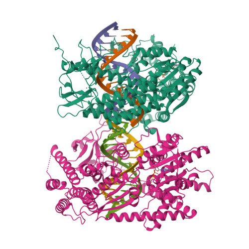 RCSB PDB - 9F20: Cryo-EM structure of the I923V MDA5-dsRNA filament ...