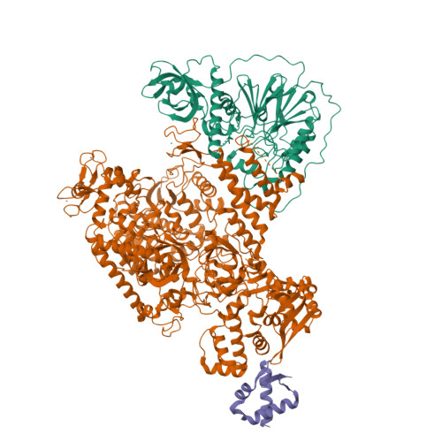 RCSB PDB - 9F2A: Pyrococcus abyssi PolD in complex with Rpa2 winged ...