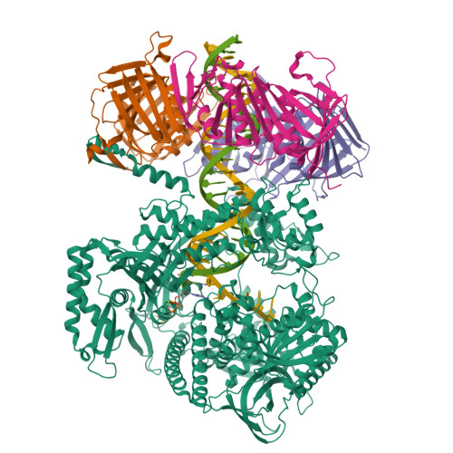 RCSB PDB - 9F6D: Human DNA polymerase epsilon bound to DNA and PCNA ...