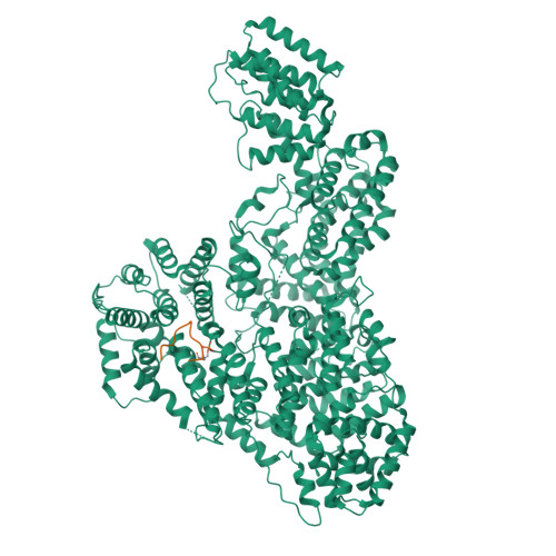 RCSB PDB - 9F6Y: CryoEM structure of Human Mediator subunit MED23 ...