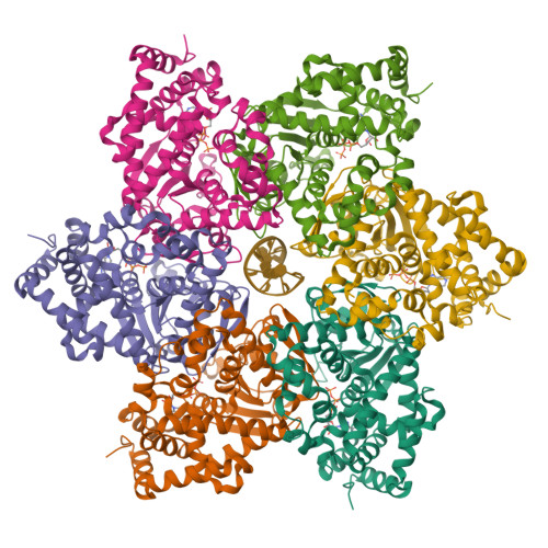 RCSB PDB - 9F9X: Active SV40 LTAg complex with DNA (3D variability ...