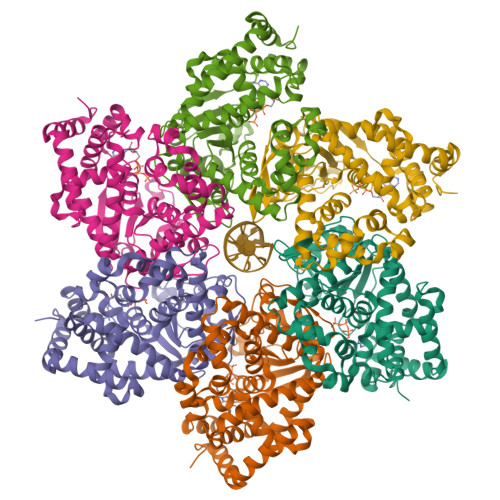 RCSB PDB - 9FA2: Active SV40 LTAg complex with DNA (3D variability ...