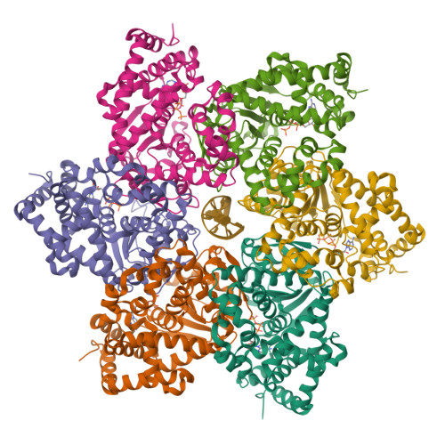 RCSB PDB - 9FB0: Active SV40 LTAg complex with DNA (3D variability ...