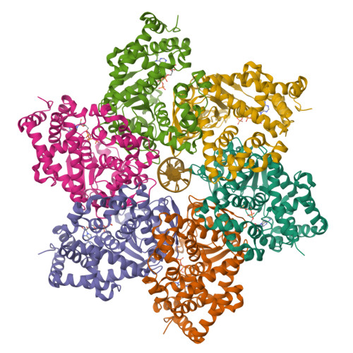 RCSB PDB - 9FB5: Active SV40 LTAg complex with DNA (3D variability ...
