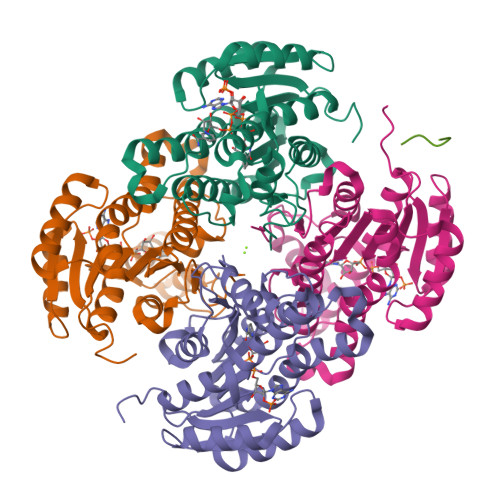 RCSB PDB - 9FEB: Short-chain dehydrogenase/reductase (SDR) from Thermus ...