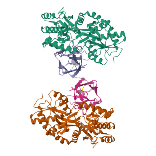 RCSB PDB - 9FGV: Cryo-EM structure of MBP homo-dimer assembled by homo ...