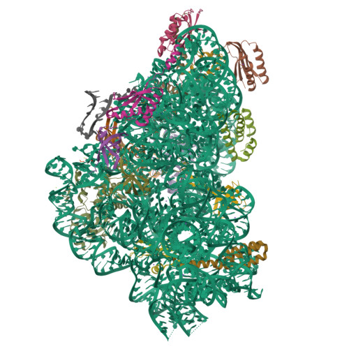 RCSB PDB - 9FIB: Structure of 30S-IF1-IF3-mRNA-GE81112A complex