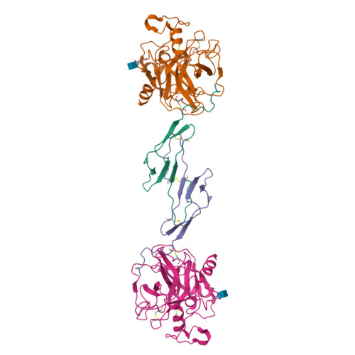 RCSB PDB - 9FNM: Structure of human haptoglobin