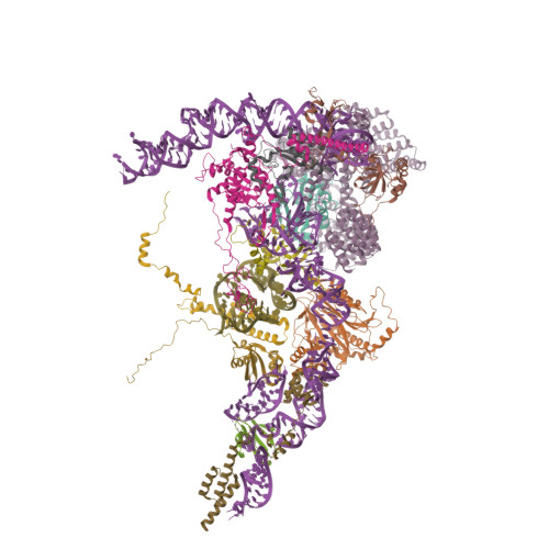 RCSB PDB - 9FPZ: Human NatA-MAP2 80S ribosome complex