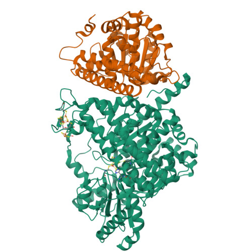 RCSB PDB - 9FUC: Wobbly CODH/ACS in the presence of CoA