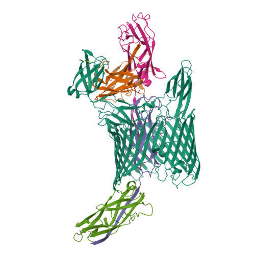 RCSB PDB - 9FWZ: Cryo-EM structure of the type 1 pilus assembly ...