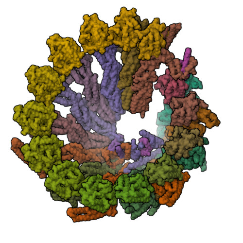 RCSB PDB - 9G3Y: Structure of the Native CMG-decorated gamma-Tubulin ...