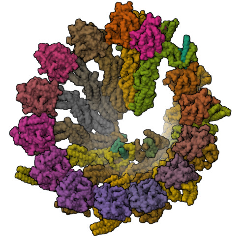 RCSB PDB - 9G3Z: Structure of the Open gamma-Tubulin Ring Complex from ...