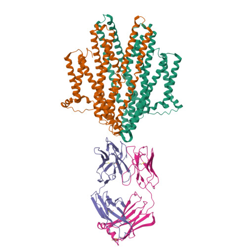 RCSB PDB - 9G4F: CryoEM structure of the proton-dependent antibacterial ...