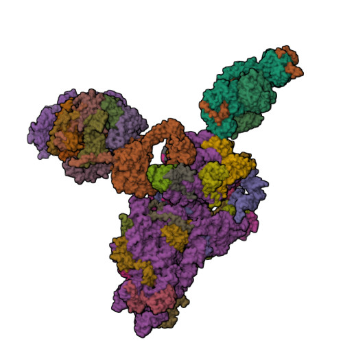 RCSB PDB - 9G8O: human 40S ribosome bound by a SKI238-exosome complex