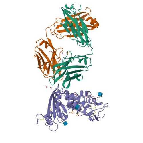 RCSB PDB - 9GOX: Crystal structure of Fab B6-D9 in complex with CD38
