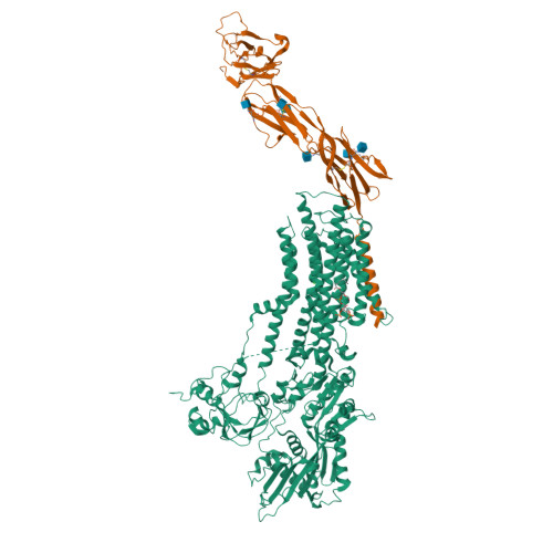 RCSB PDB - 9GTB: Cryo-EM structure of Mouse PMCA-NPTN complex captured ...