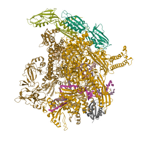 RCSB PDB - 9GUR: 30S mRNA delivery complex TEC resolved (TEC only)