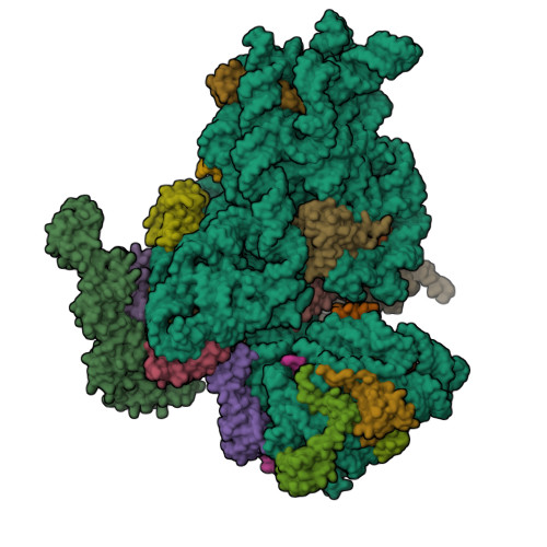 RCSB PDB - 9GUT: 30S mRNA delivery complex (bS1 resolved)