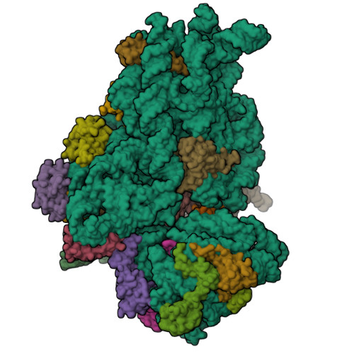 RCSB PDB - 9GUU: 30S mRNA delivery complex (consensus)
