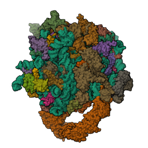 RCSB PDB - 9GY4: 60S ribosomal subunit in complex with E3-UFM1 ligase ...