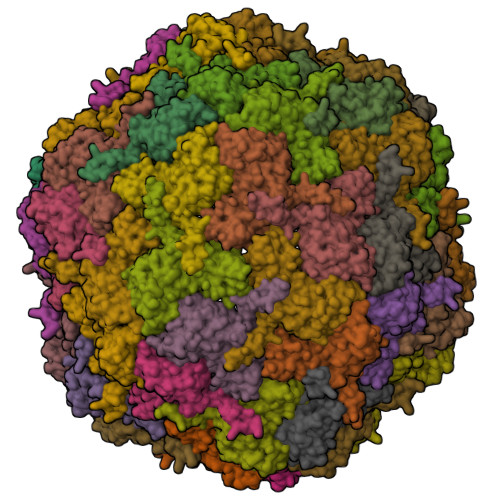 RCSB PDB - 9HQC: Partial (54mer) encapsulin shell assembly from ...