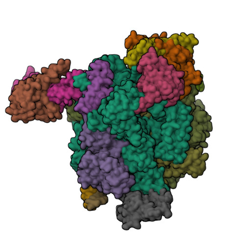 RCSB PDB - 9HVO: Structure of the transcribing Pol II-RECQL5 complex
