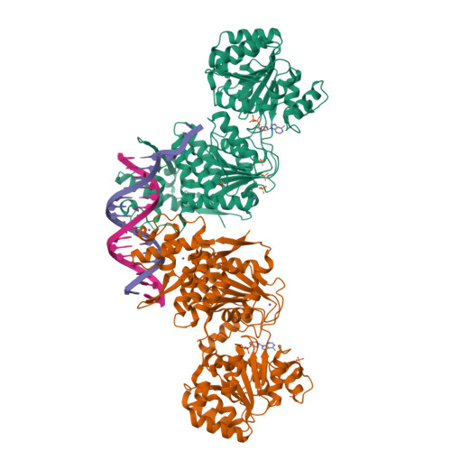 RCSB PDB - 9I16: Structure of RecQL-dsDNA-ADP-AlF4 complex from Bos taurus