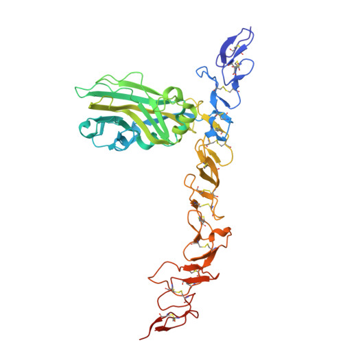 RCSB PDB - 9I5B: Crystal structure of perlecan region 3 mutant (P1019L ...
