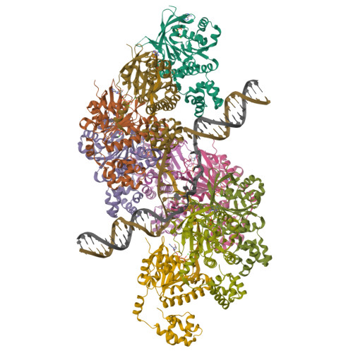 RCSB PDB - 9I62: CryoEM structure of a RAD51 D-loop