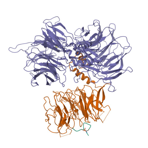 RCSB PDB - 9IVD: Cryo-EM structure of CyclinD1 bound AMBRA1-DDB1