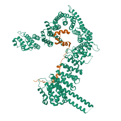 RCSB PDB - 9J0A: Complex structure of ANKRD11/STAG2/RAD21