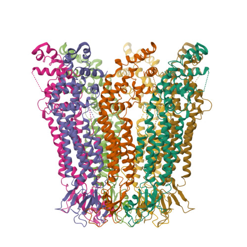 RCSB PDB - 9JCD: Cryo-EM structure of asymmetric pannexin 3 heptamer in ...