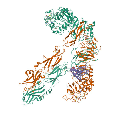 RCSB PDB - 9JFD: Human insulin receptor bound with A62-dimer, Pseudo ...