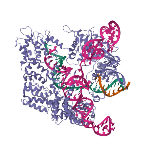 RCSB PDB - 9JL2: Classical conformation for the spCas9 with gRNA and ...