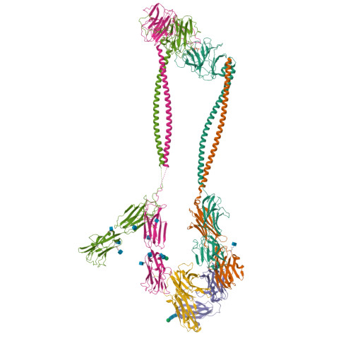 RCSB PDB - 9JQR: Cryo-EM structure of the Vgamma9Vdelta2 TCR-engaged ...